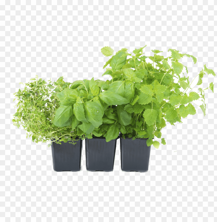 Free download | HD PNG PNG image of herb plants in pots png with a ...