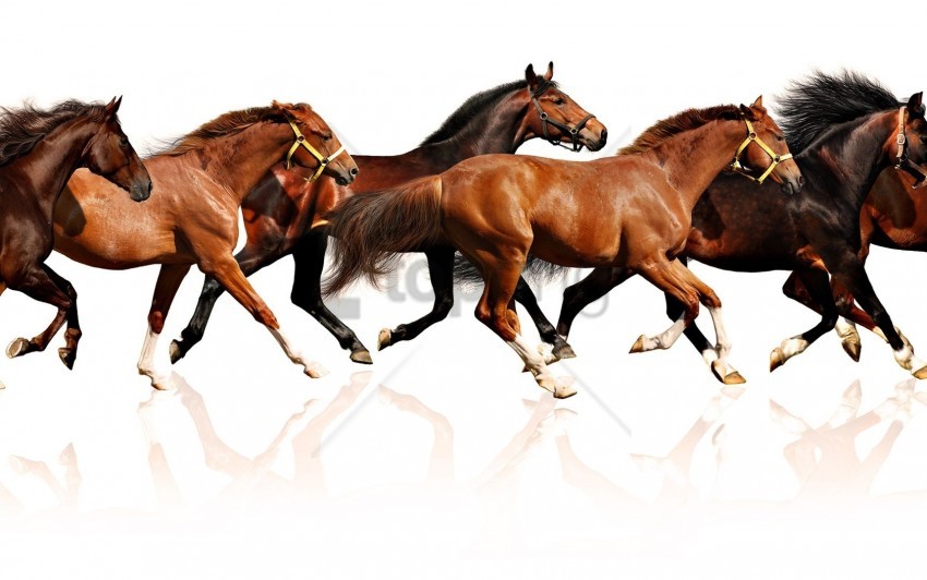 Free download | HD PNG herd horses many run wallpaper background best ...