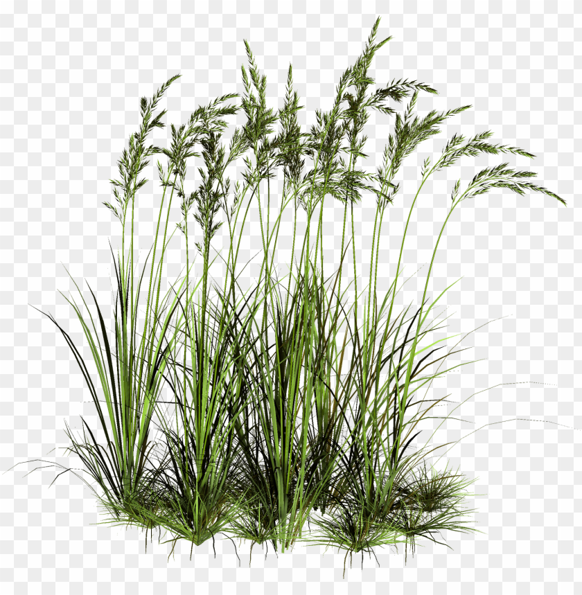Free download | HD PNG high grass cut out PNG transparent with Clear ...