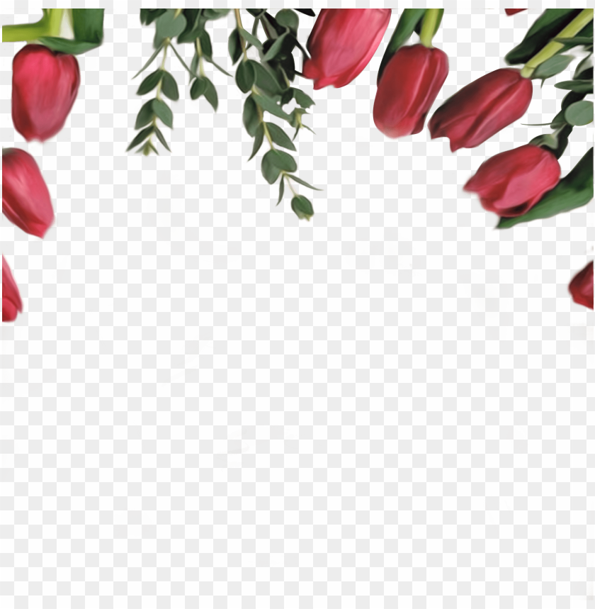 Free download | HD PNG high resolution border free PNG transparent with ...