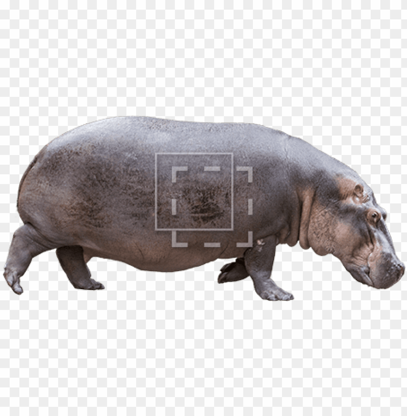 Free download | HD PNG hippo face side view PNG transparent with Clear ...