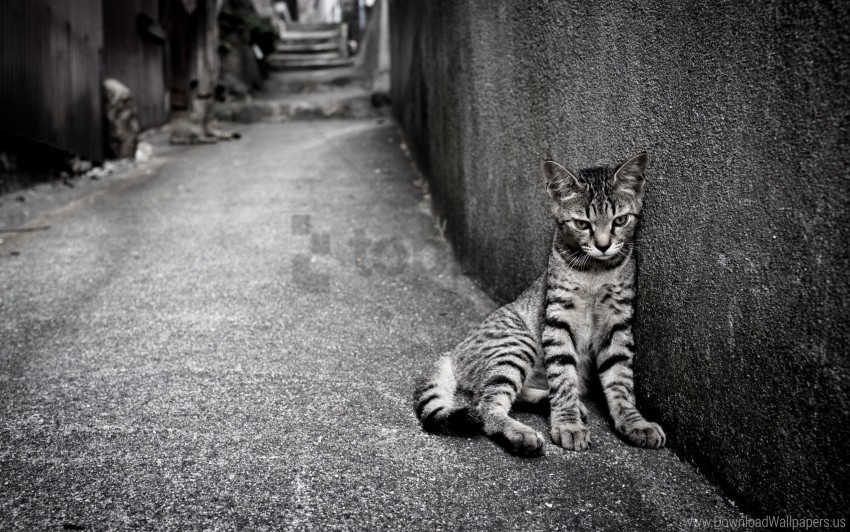 Free download | HD PNG homeless kitten wall wallpaper background best ...