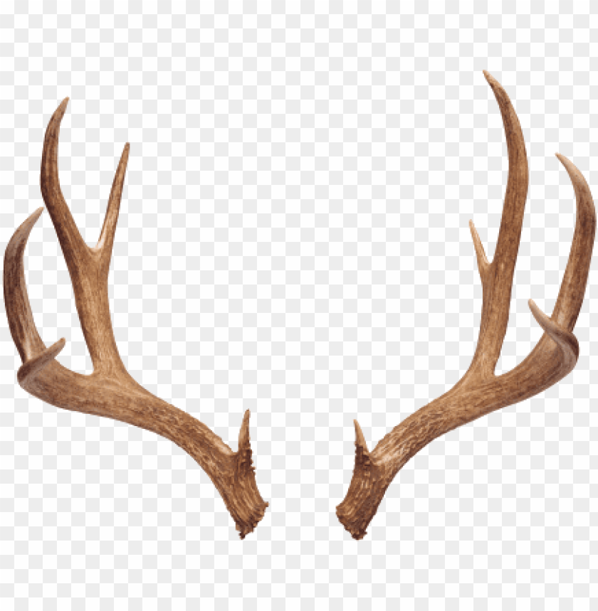 Free download | HD PNG horns boho deer hor PNG transparent with Clear ...