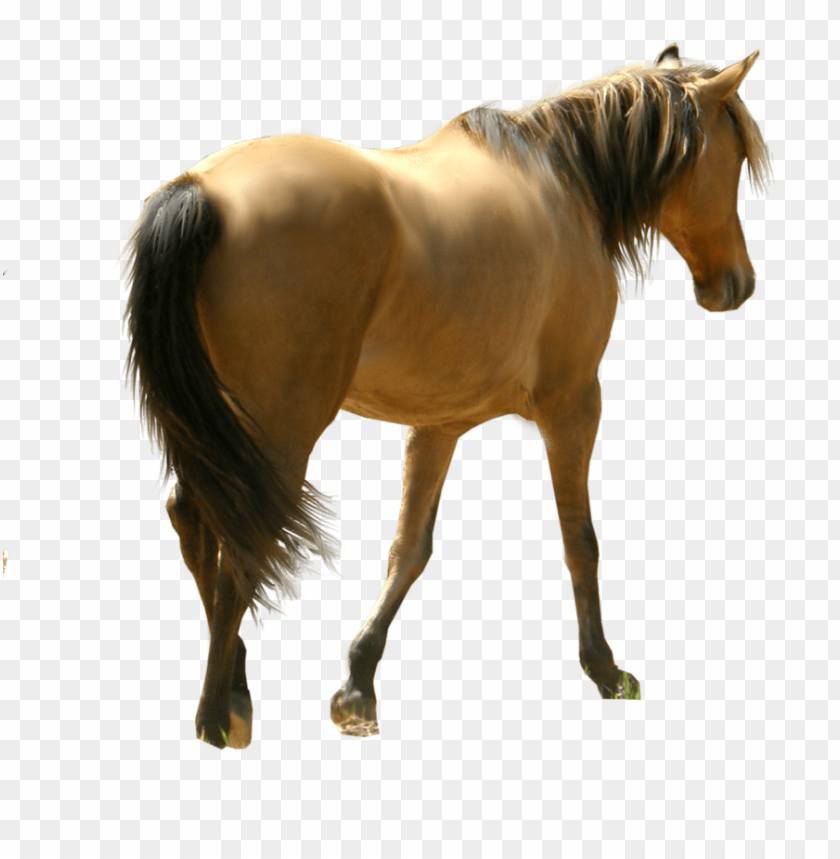 Free download | HD PNG horse png PNG transparent with Clear Background ...