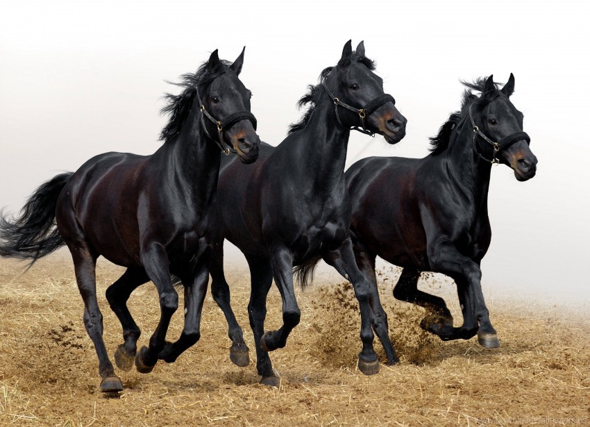 Free download | HD PNG horses movement stallions three wallpaper ...