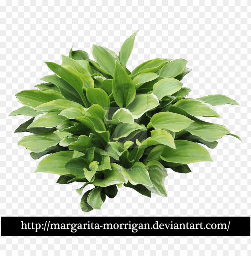 Free download | HD PNG hosta PNG transparent with Clear Background ID ...