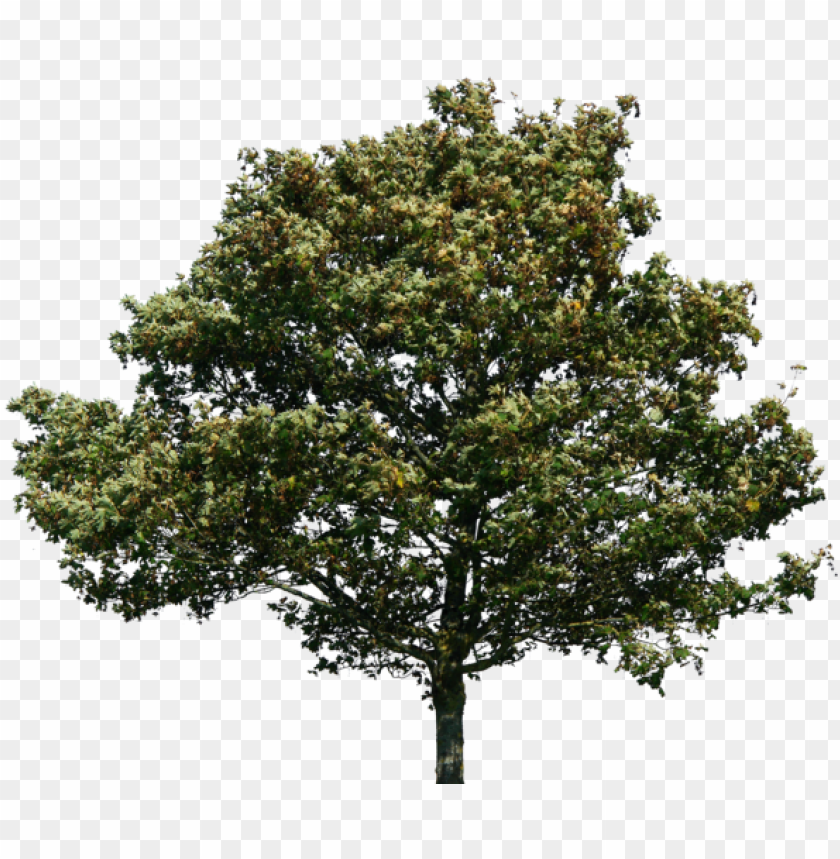 Free download | HD PNG hotoshop maple tree tree with no background PNG ...