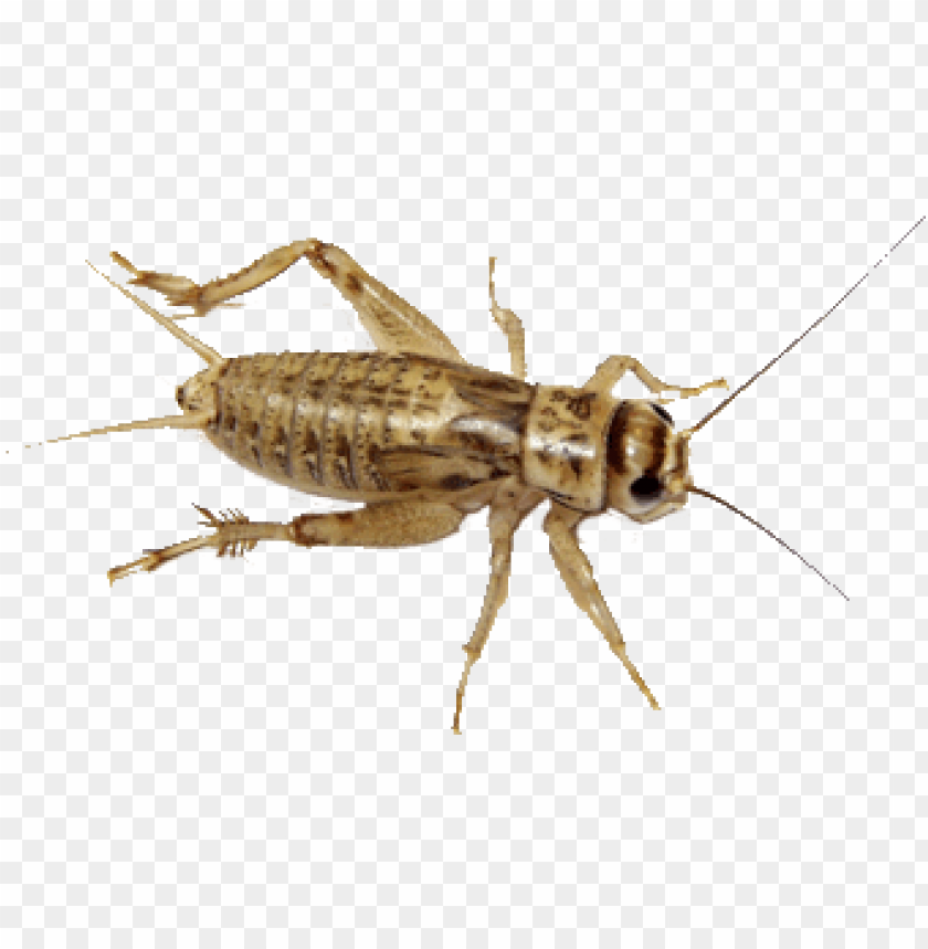 Free download | HD PNG house crickets are the most commonly fed bug out ...
