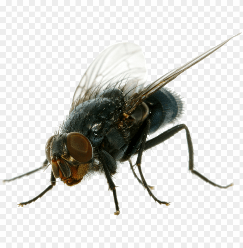 Free download | HD PNG house fly PNG transparent with Clear Background ...
