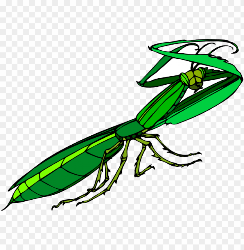 Free download | HD PNG how to set use cartoon praying mantis icon PNG ...