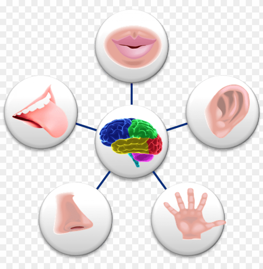 Free download | HD PNG perception senses PNG transparent with Clear ...