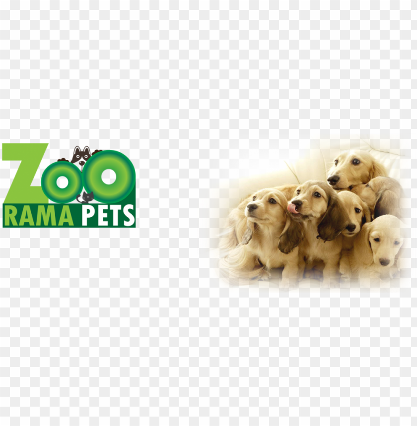 Free download | HD PNG zoomama pets brand logo with cute paw design PNG ...