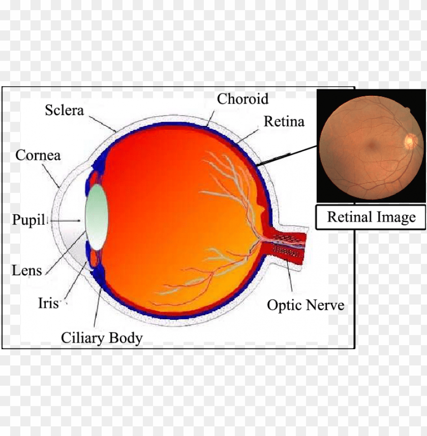 Free download | HD PNG human eye cross PNG transparent with Clear ...