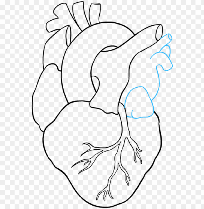 Free download | HD PNG human heart to draw PNG transparent with Clear ...