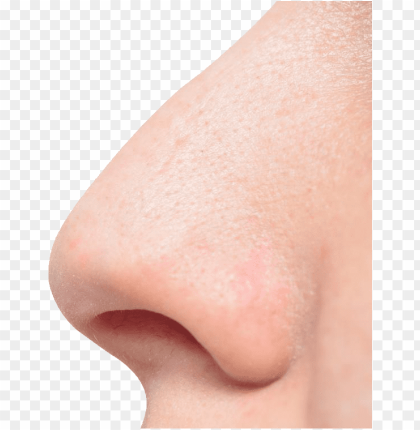 Free download | HD PNG Transparent background PNG image of human nose ...