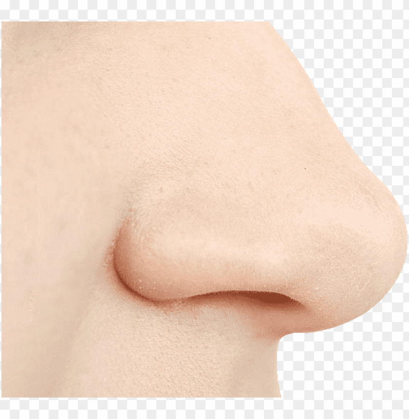 Free download | HD PNG Transparent background PNG image of human nose ...