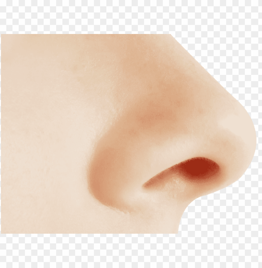 Free download | HD PNG Transparent background PNG image of human nose ...