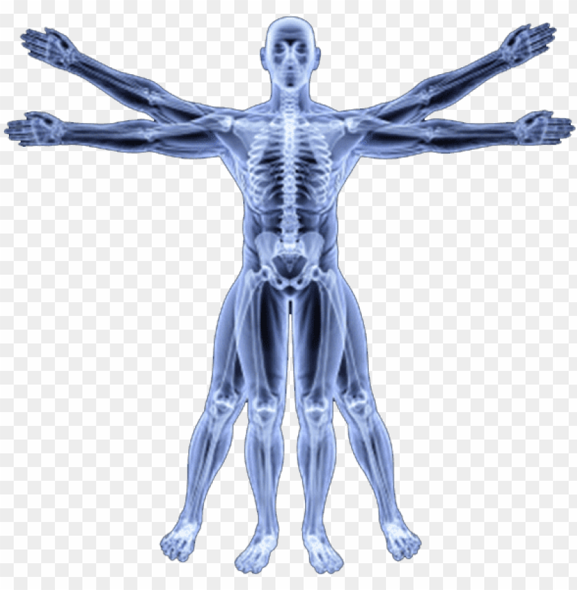 Free download | HD PNG human skeleton png human body biomechanics PNG ...