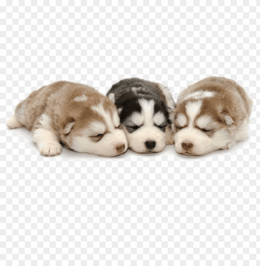 Free download | HD PNG husky png background siberian husky puppy PNG ...