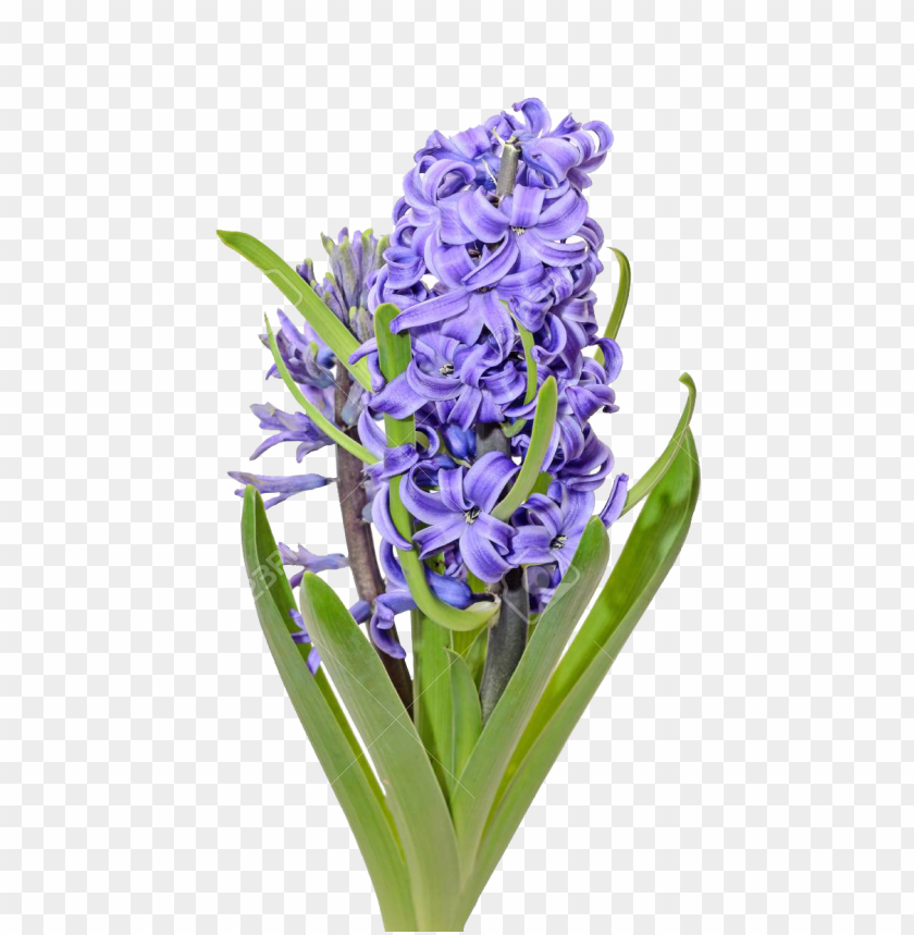 Free download | HD PNG hyacinth PNG transparent with Clear Background ...