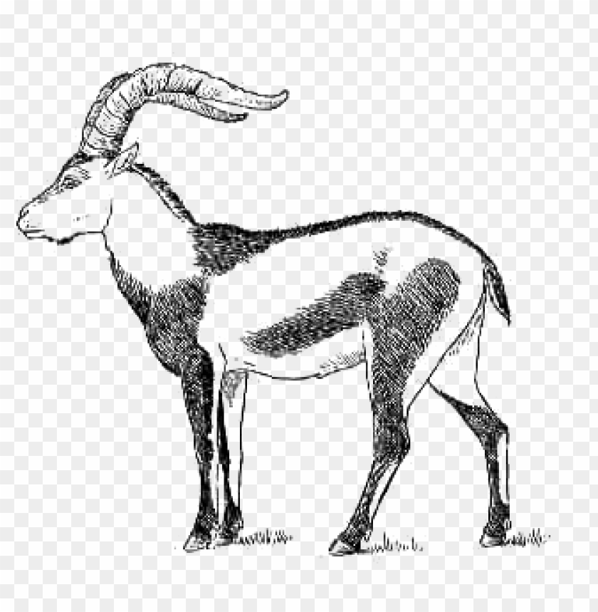 Free download | HD PNG ibex drawing | TOPpng