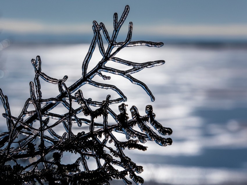Free download | HD PNG ice branch winter 4k wallpaper | TOPpng