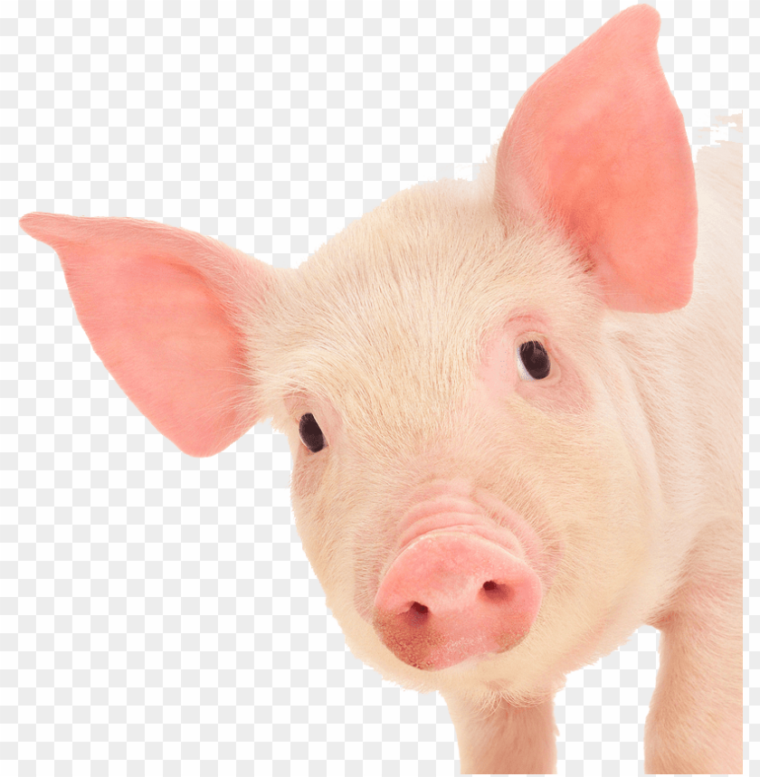 Free download | HD PNG ig ears png pig face white background PNG ...