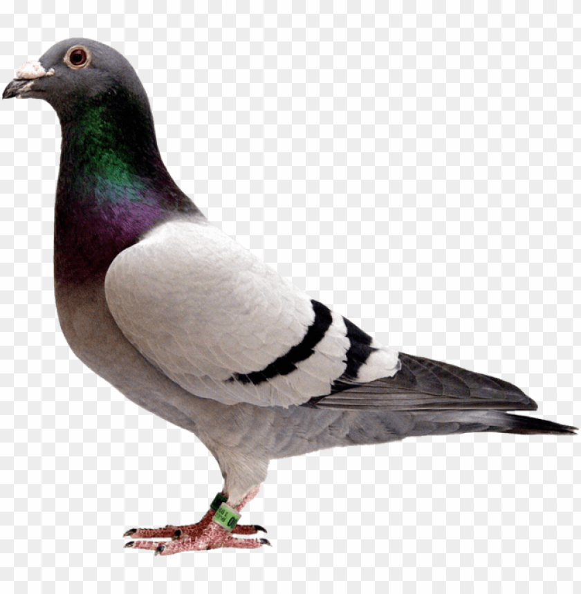 Free download | HD PNG igeon pigeon with transparent background PNG ...