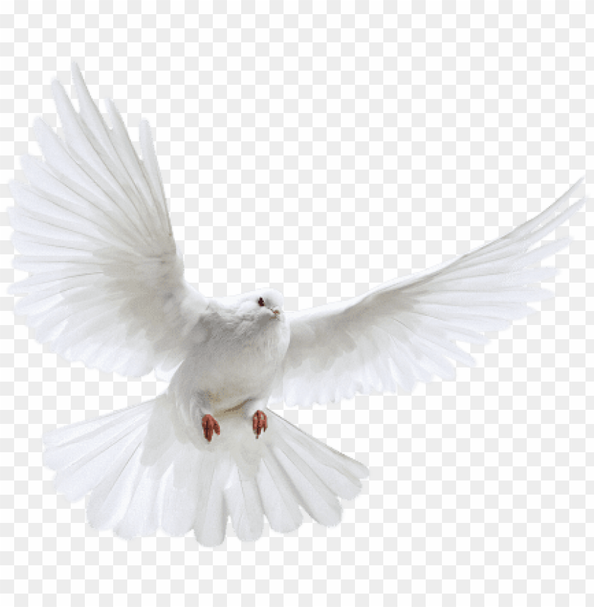 Free download | HD PNG igeon png free download white pigeon flying PNG ...