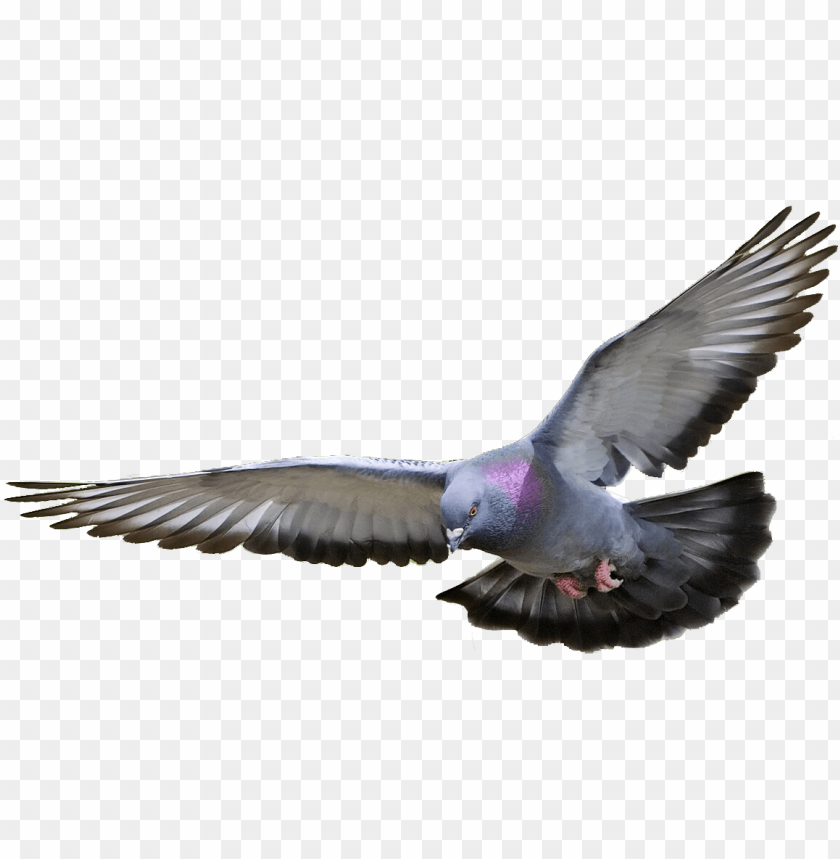 Free download | HD PNG igeon png hd pigeon PNG transparent with Clear ...