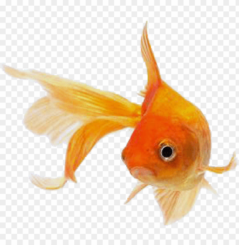 Free download | HD PNG ikan png PNG transparent with Clear Background ...