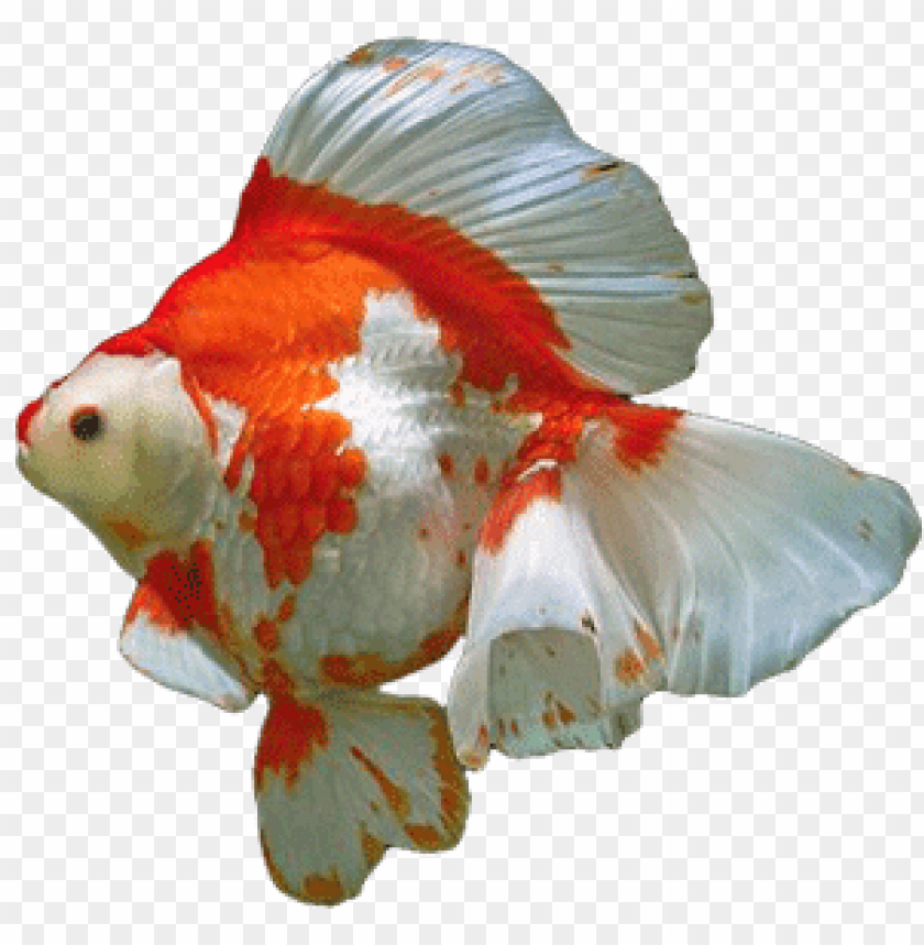 Free download | HD PNG ikan png PNG transparent with Clear Background ID 133496 | TOPpng