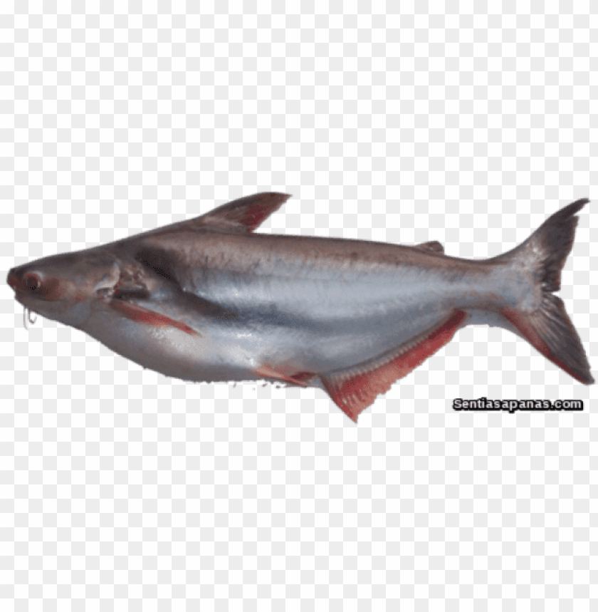 Free download | HD PNG ikan png PNG transparent with Clear Background ...