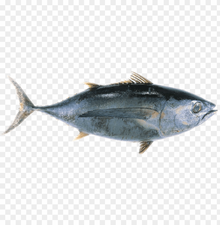 Free download | HD PNG ikan png PNG transparent with Clear Background ...