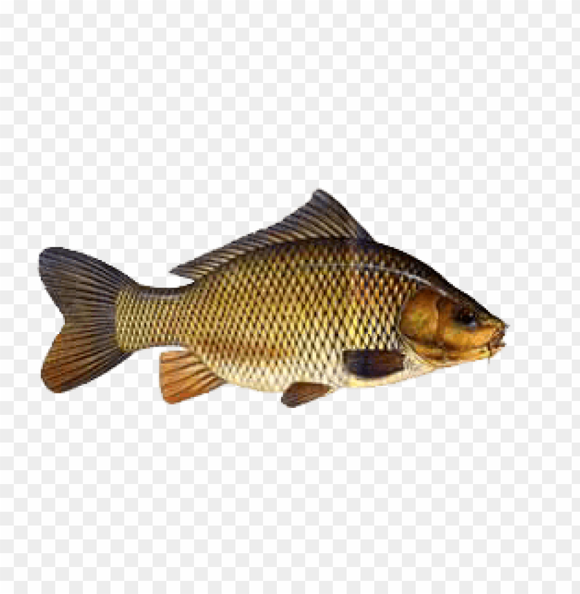 Free download | HD PNG ikan png PNG transparent with Clear Background ...