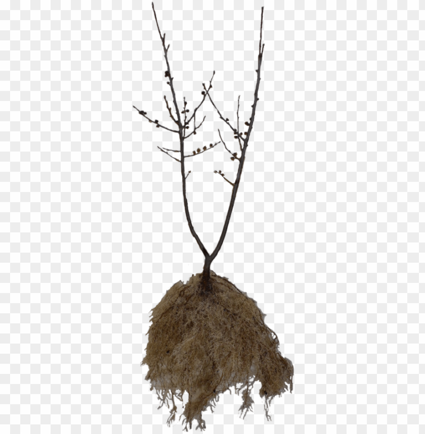 Free download | HD PNG ilex verticillata winter gold PNG transparent ...