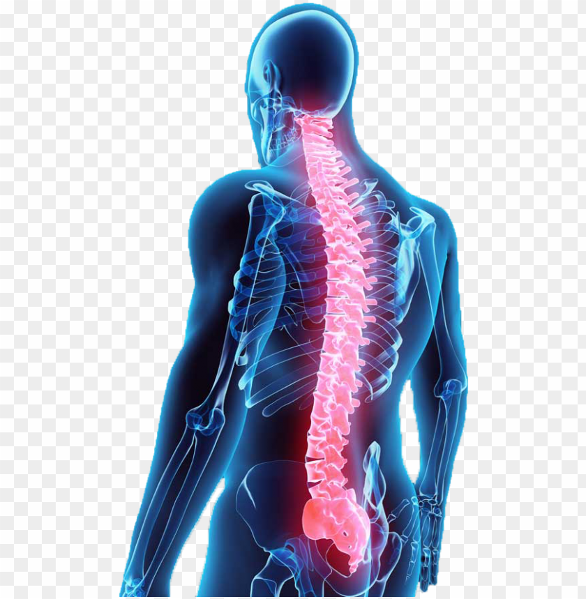 Free download | HD PNG illustration of back with spine shown in red ...