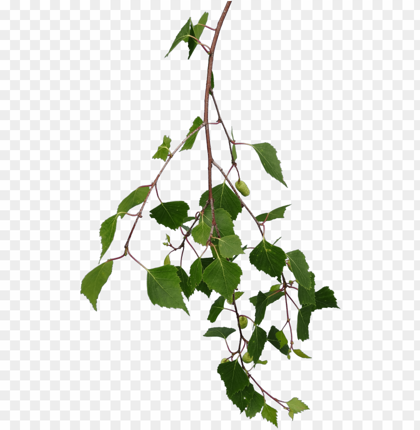 Free download | HD PNG image black and white download branch ...