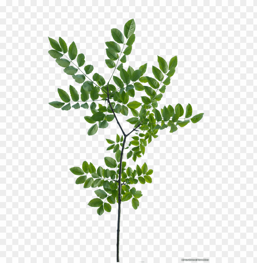 Free download | HD PNG in by chauchuoi on all the way branch with ...