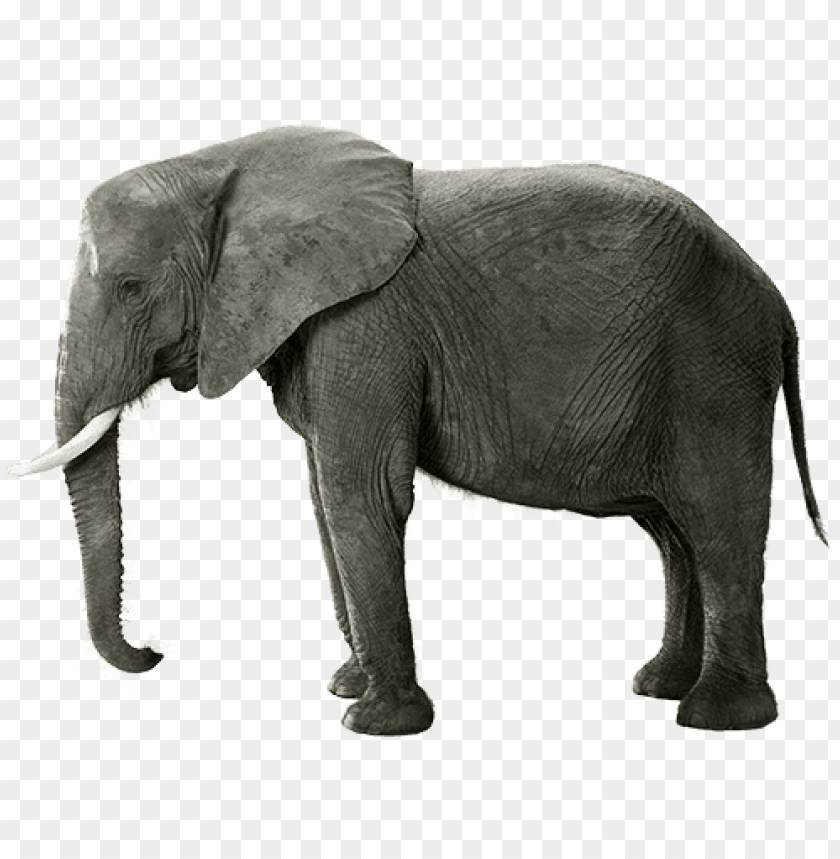 Free download | HD PNG indian elephant PNG transparent with Clear ...