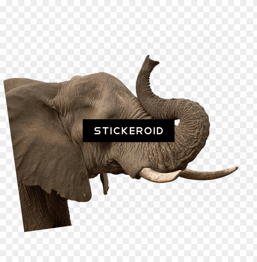 Free download | HD PNG indian elephant PNG transparent with Clear ...
