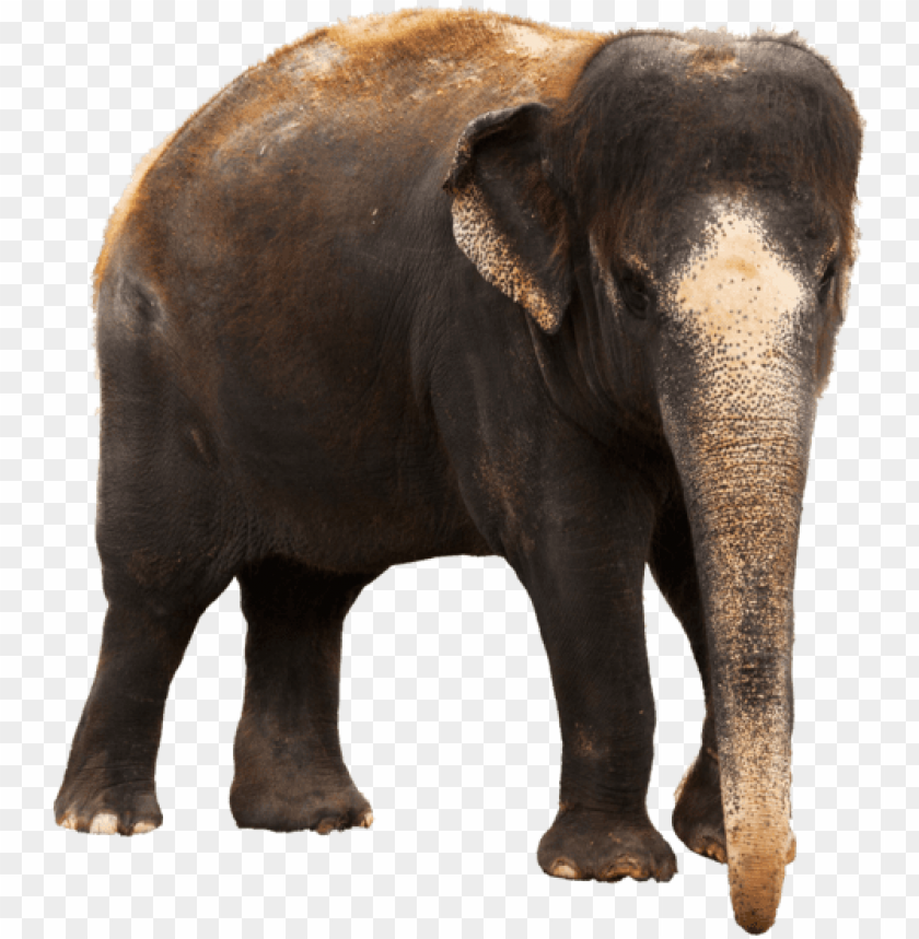Free download | HD PNG indian elephant images PNG transparent with ...