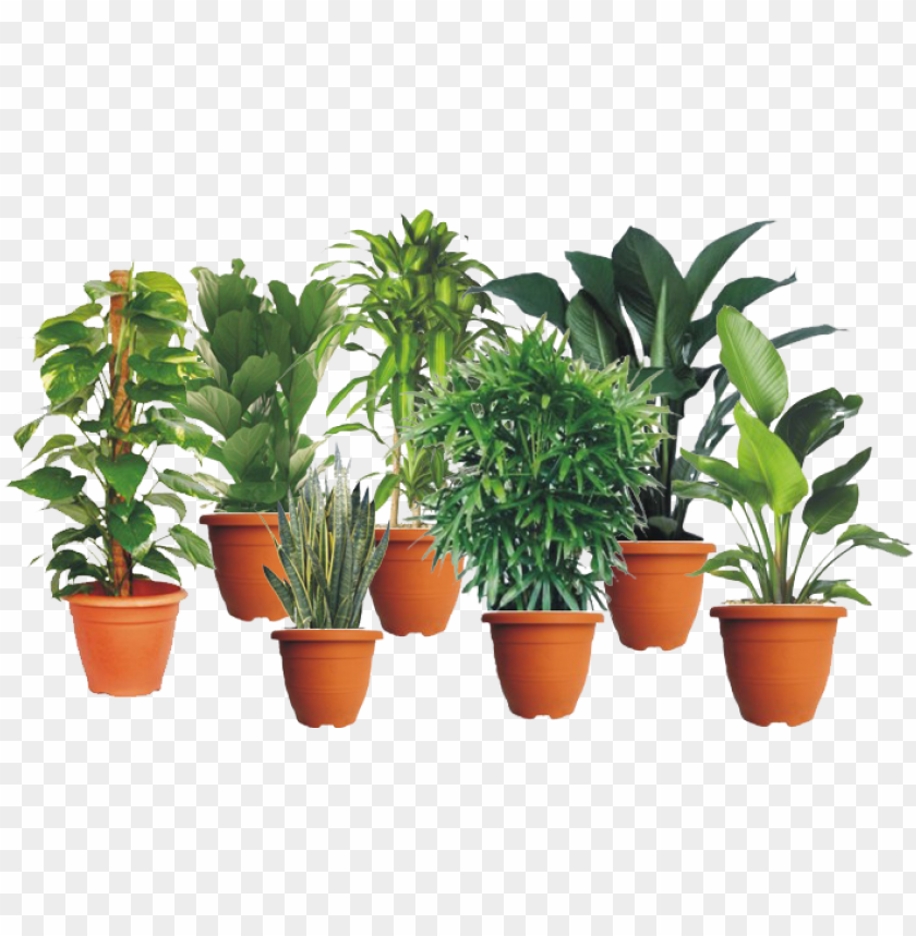 Free download | HD PNG indoor plants money plants PNG transparent with ...