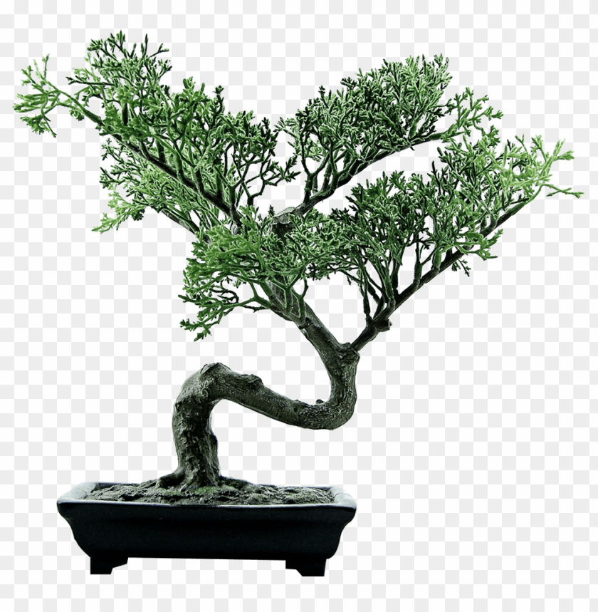 Free download | HD PNG indoor tree in PNG transparent with Clear ...