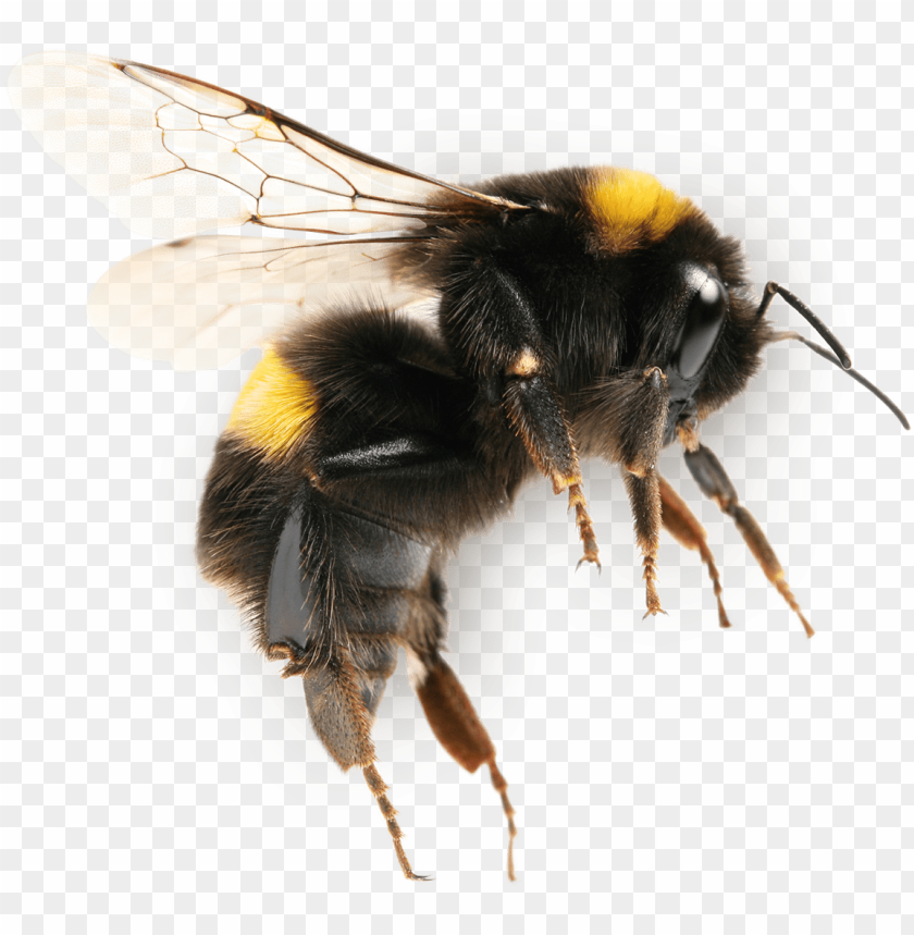 Free download | HD PNG industrious native bees bumble bee close u PNG ...