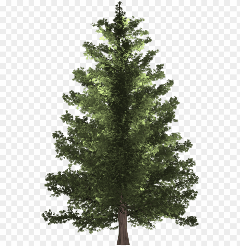 Free download | HD PNG ine tree fir tree PNG transparent with Clear ...