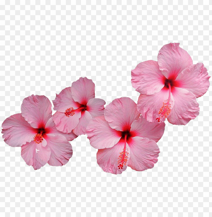 Free download | HD PNG ink hibiscus PNG transparent with Clear ...