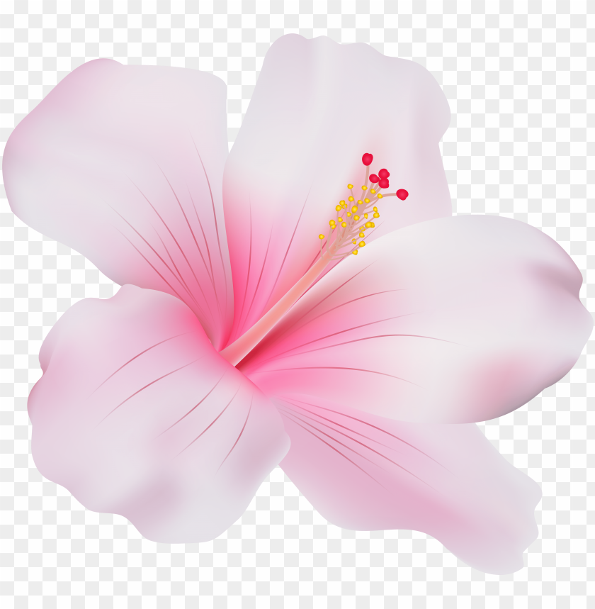 Free download | HD PNG ink hibiscus png clip art pink hibiscus flower ...