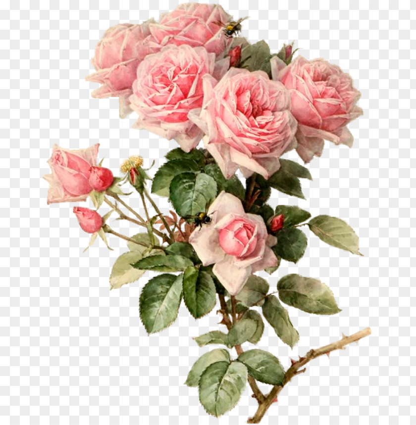 Free download | HD PNG ink roses botanical flowers botanical art pink ...