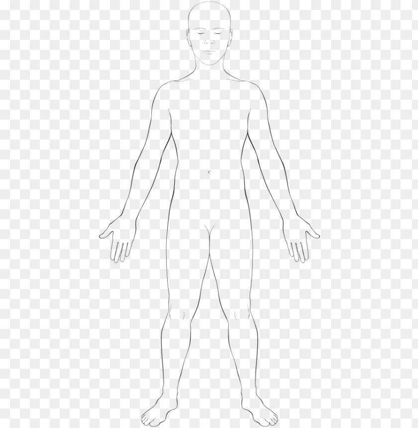 Free download | HD PNG interactive body sketch PNG transparent with ...
